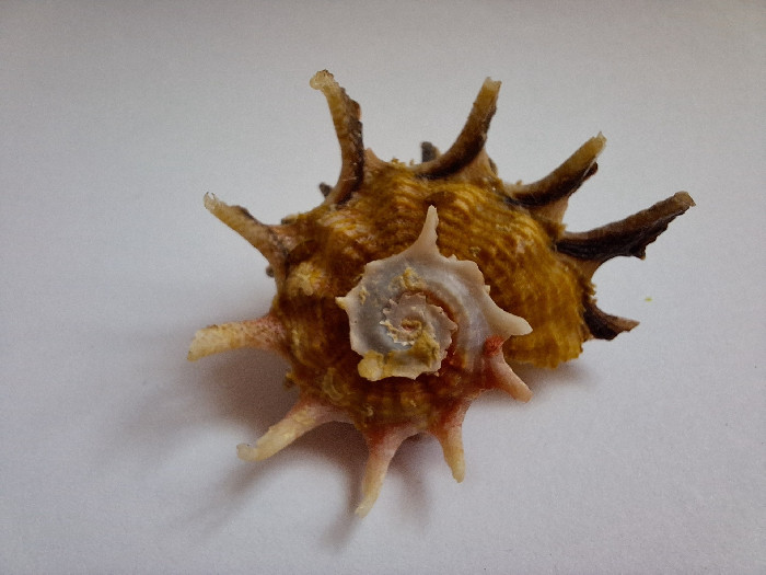 Angaria poppei :: SHELLS FOR YOU.CZ