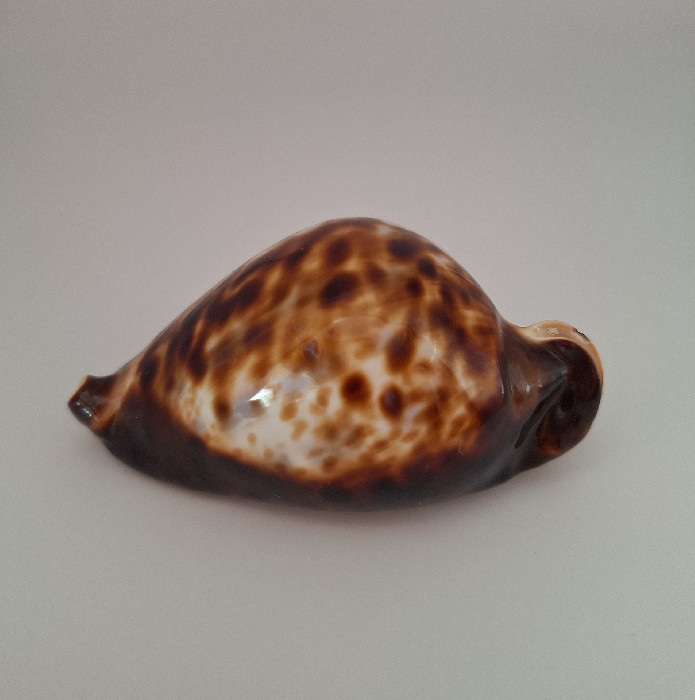 Zoila friendii insulata - PRODÁNO :: SHELLS FOR YOU.CZ