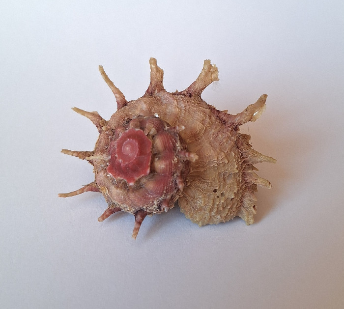 Angaria sphaerula - BEAUTIFUL :: SHELLS FOR YOU.CZ