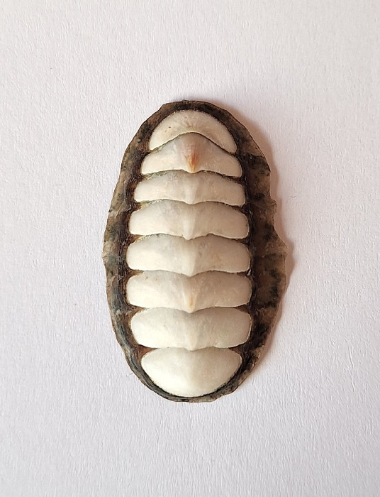 Lucilina lamellosa (Chiton) - BEAUTIFUL :: SHELLS FOR YOU.CZ