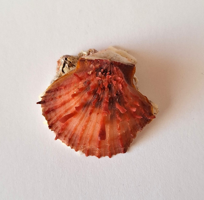 Spondylus candidus - TOP COLOR :: SHELLS FOR YOU.CZ