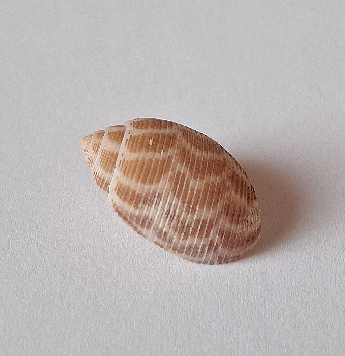 Acteon cebuanus - VERY NICE :: SHELLS FOR YOU.CZ