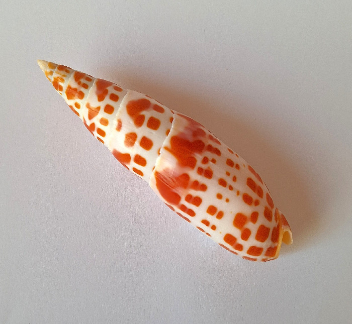 Mitra mitra - BEAUTIFUL COLOR :: SHELLS FOR YOU.CZ