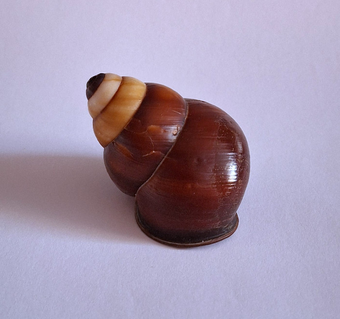 Helicostyla pithogaster philippinensis :: SHELLS FOR YOU.CZ