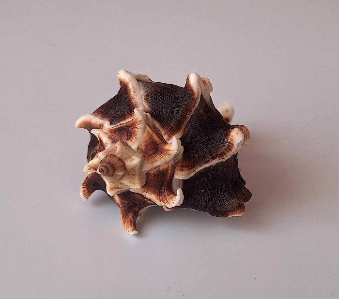 Hexaplex kuesterianus - DARK - PRODÁNO/SOLD :: SHELLS FOR YOU.CZ