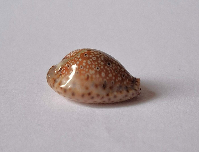 SHELLS FOR YOU.CZ